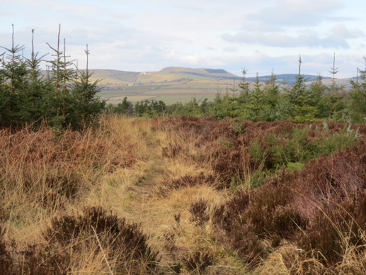 Brown Moor Wood - Woodland Trust