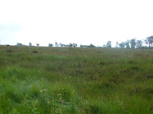 Limerigg Wood - Woodland Trust