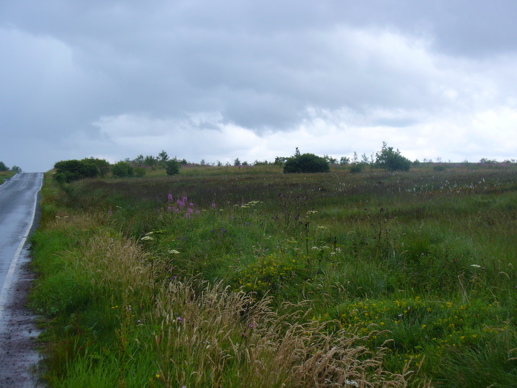 Limerigg Wood - Woodland Trust