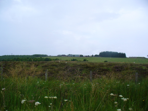 Limerigg Wood - Woodland Trust