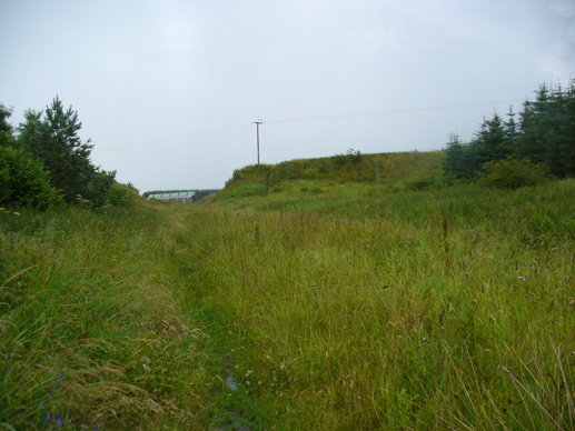 Limerigg Wood - Woodland Trust