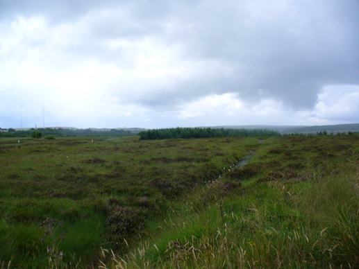 Limerigg Wood - Woodland Trust