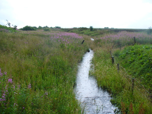 Limerigg Wood - Woodland Trust