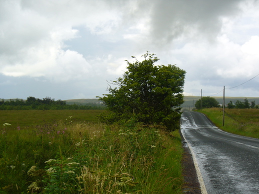 Limerigg Wood - Woodland Trust
