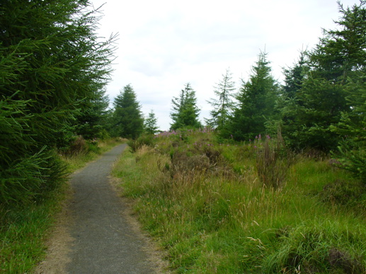 Limerigg Wood - Woodland Trust
