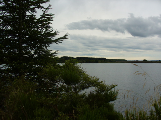 Limerigg Wood - Woodland Trust