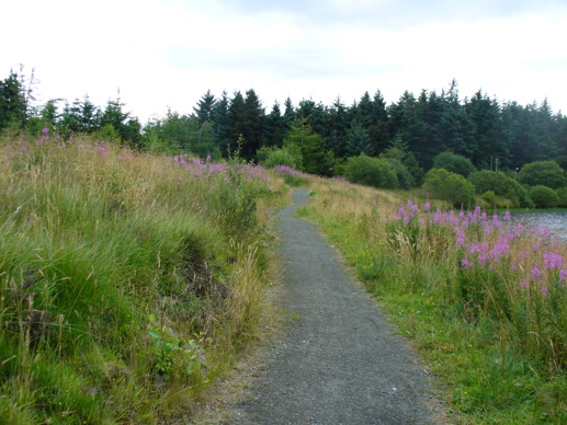 Limerigg Wood - Woodland Trust