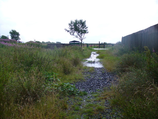 Limerigg Wood - Woodland Trust