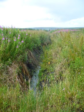 Limerigg Wood - Woodland Trust