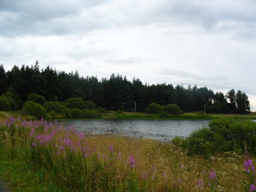 Limerigg Wood - Woodland Trust