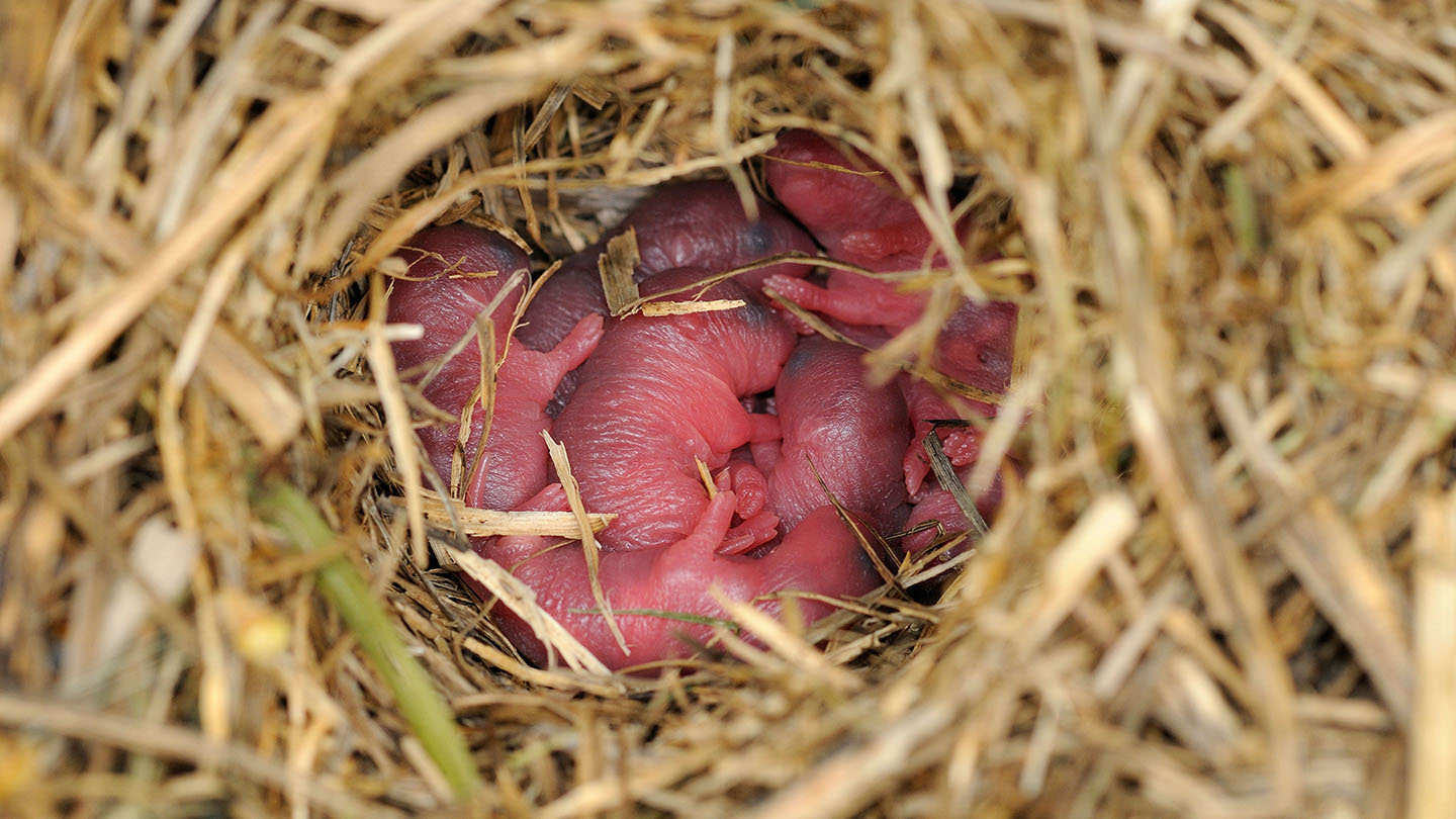 Wood mouse (Apodemus sylvaticus) – British Mammals - Woodland Trust