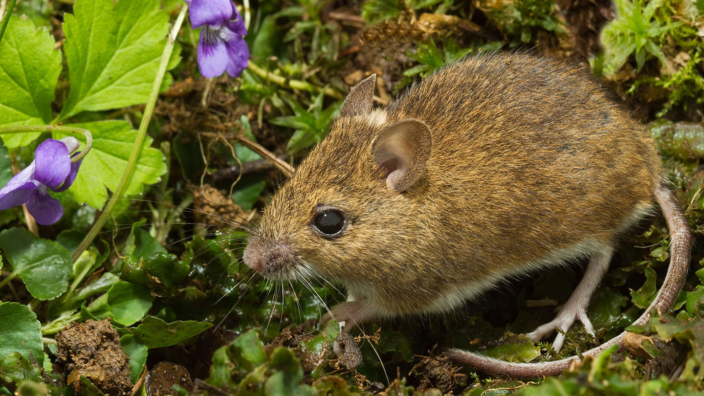 Wood mouse (Apodemus sylvaticus) – British Mammals - Woodland Trust