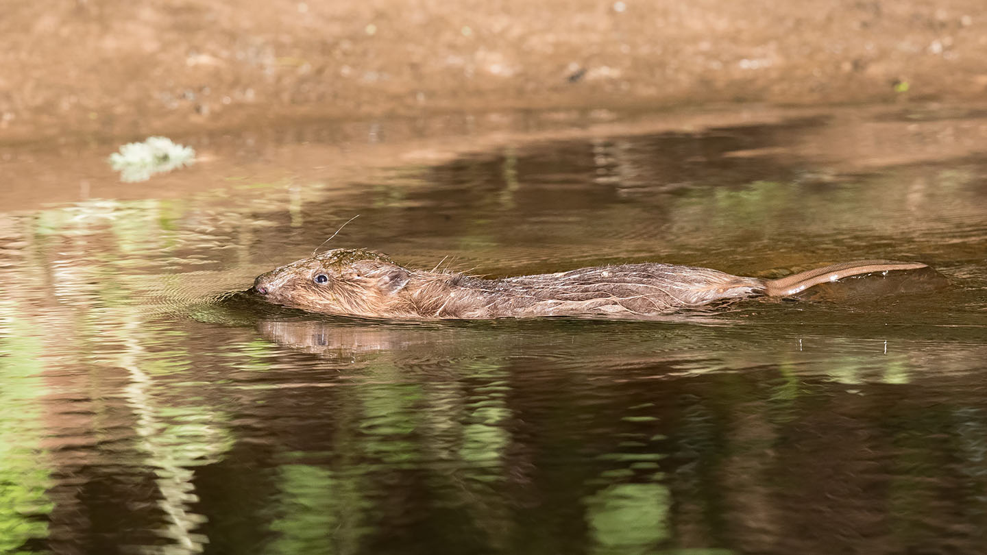 Beaver (Castor fiber) - British Mammals - Woodland Trust