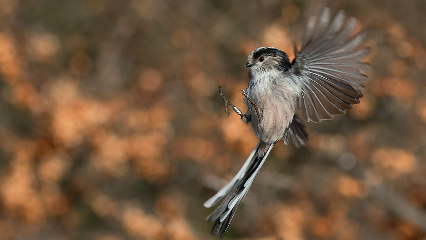 Long-Tailed Tit (Aegithalos caudatus) - Woodland Trust