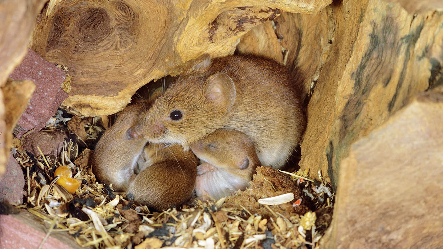 Bank Vole (Myodes glareolus) - Woodland Trust