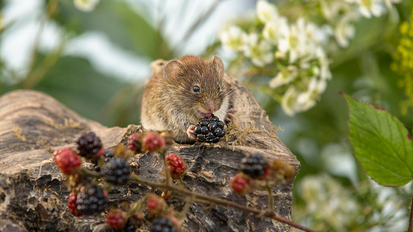Bank Vole (Myodes glareolus) - Woodland Trust