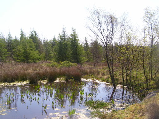 North Rhodes Plantation - Woodland Trust