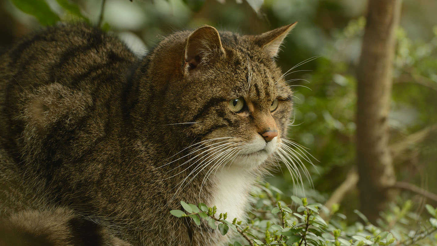 Scottish Wildcat (Felis silvestris) - Woodland Trust