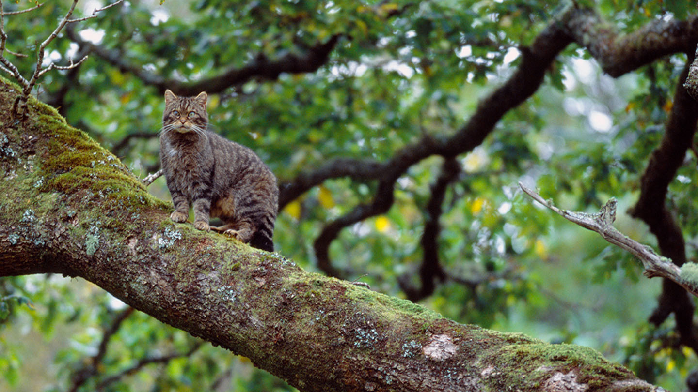 Scottish Wildcat (Felis silvestris) - Woodland Trust