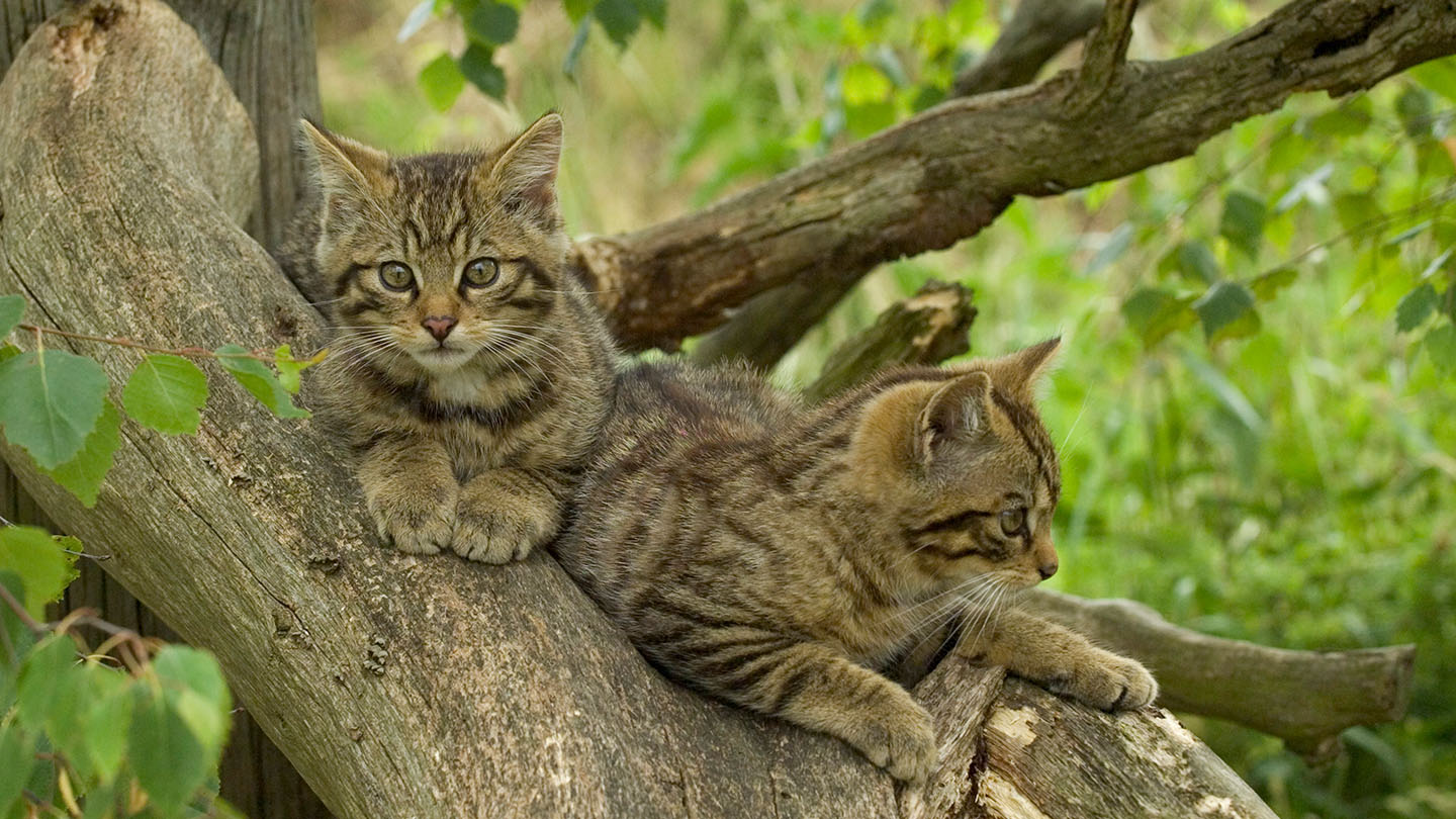 Scottish Wildcat (Felis silvestris) - Woodland Trust