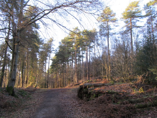 Bar Hill Plantations - Woodland Trust