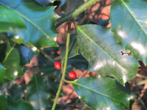 Bar Hill Plantations - Woodland Trust