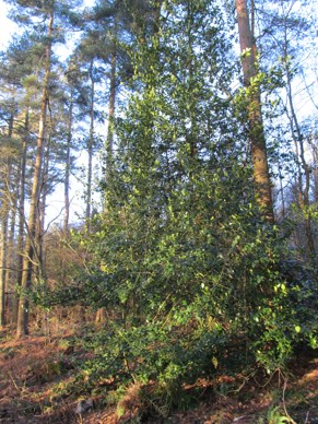 Bar Hill Plantations - Woodland Trust