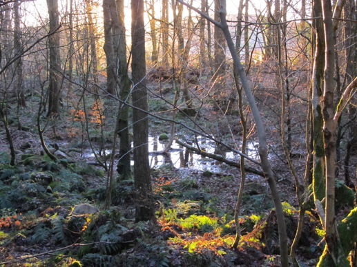 Bar Hill Plantations - Woodland Trust