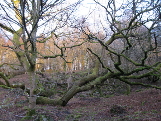 Bar Hill Plantations - Woodland Trust