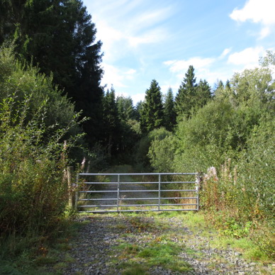 Craigielands Wood - Woodland Trust