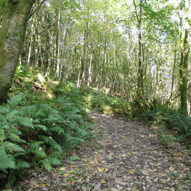 Craigielands Wood - Woodland Trust