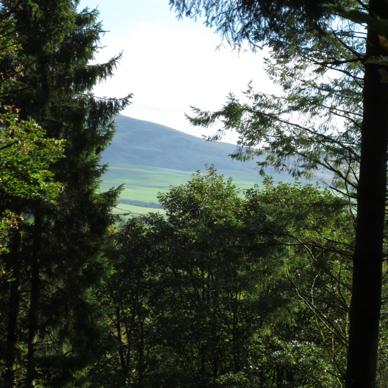 Craigielands Wood - Woodland Trust