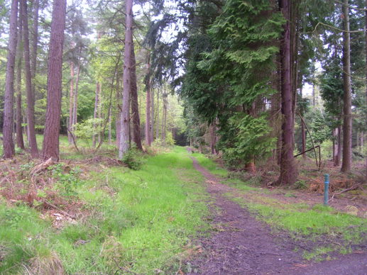 Callendar Wood - Woodland Trust