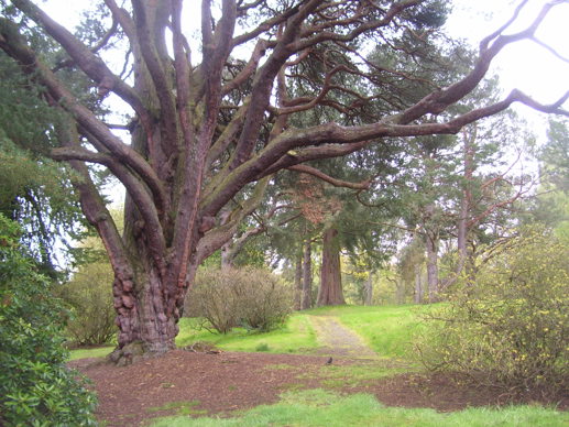 Callendar Wood - Woodland Trust