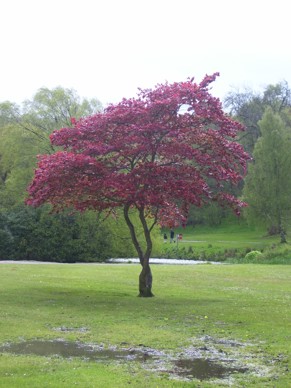 Callendar Wood - Woodland Trust