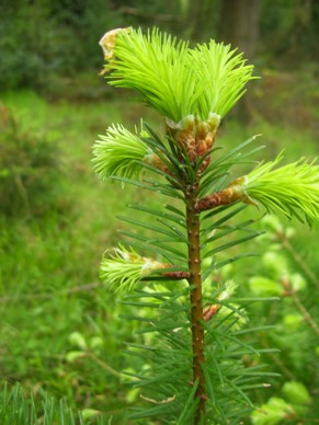 Callendar Wood - Woodland Trust