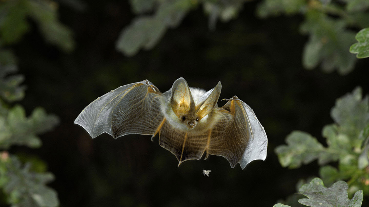 Bats – British Animals - Woodland Trust