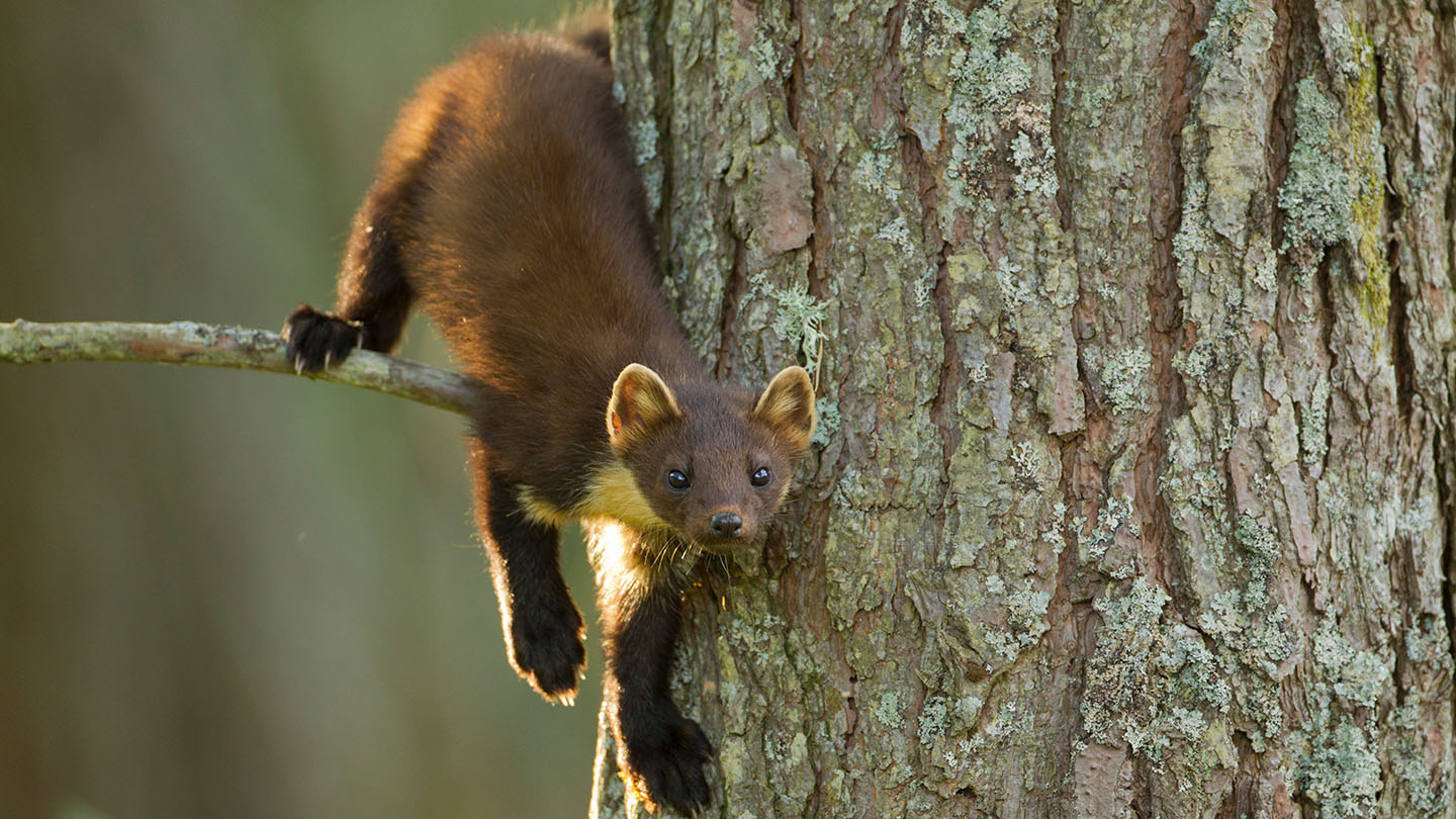 Pine Marten Teeth