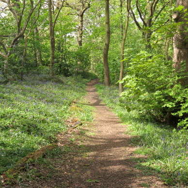 Heaton Woods - Woodland Trust