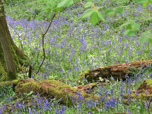 Heaton Woods - Woodland Trust