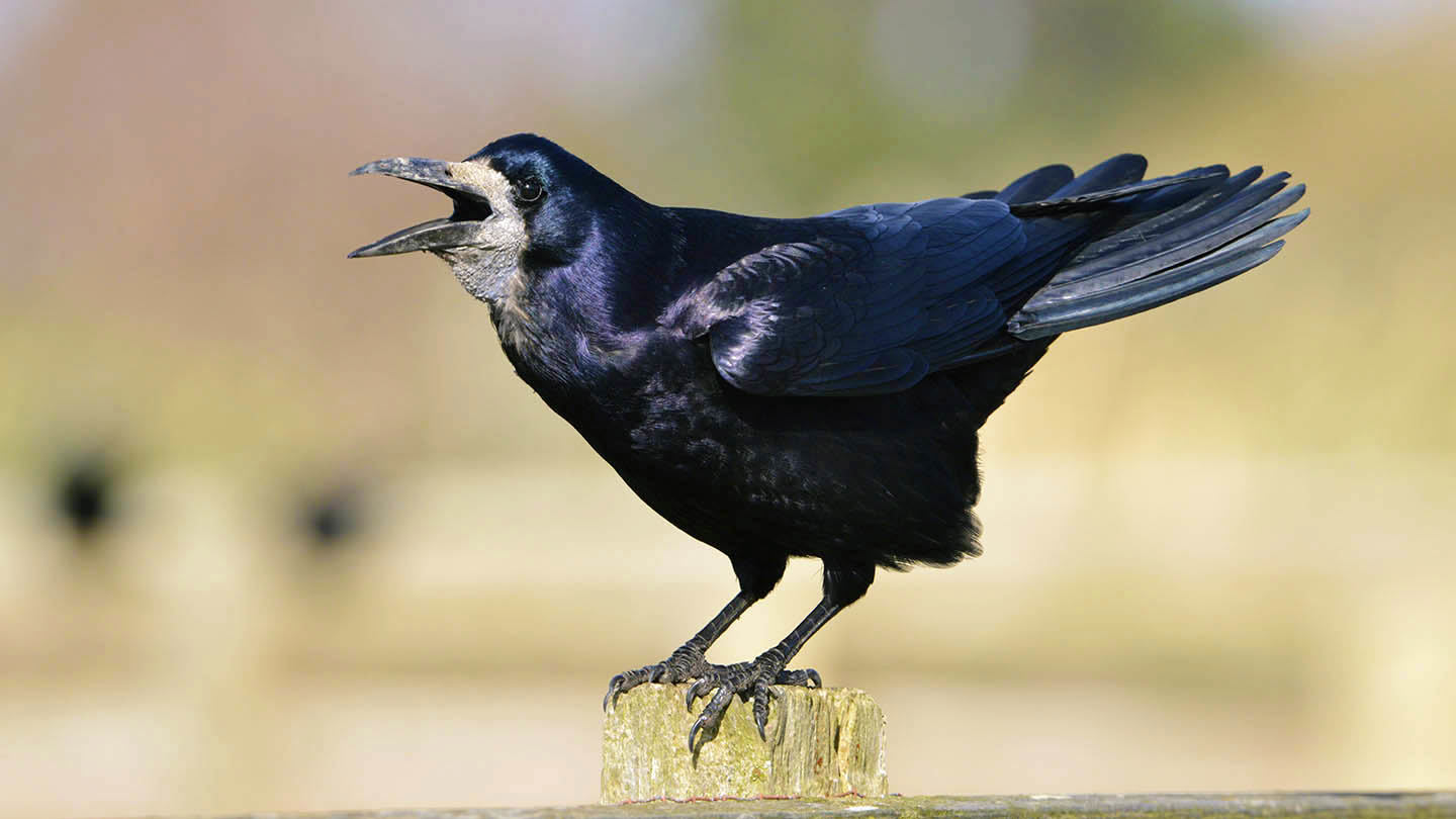 Rook (Corvus frugilegus) - British Birds - Woodland Trust