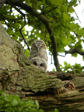 Brayton Barff - Woodland Trust