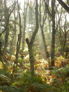 Brayton Barff - Woodland Trust