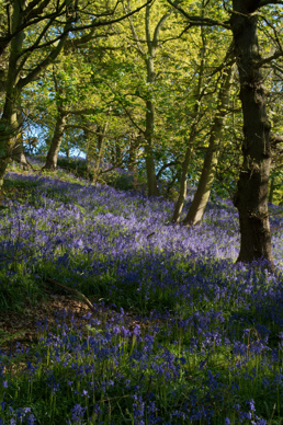 Brayton Barff - Woodland Trust