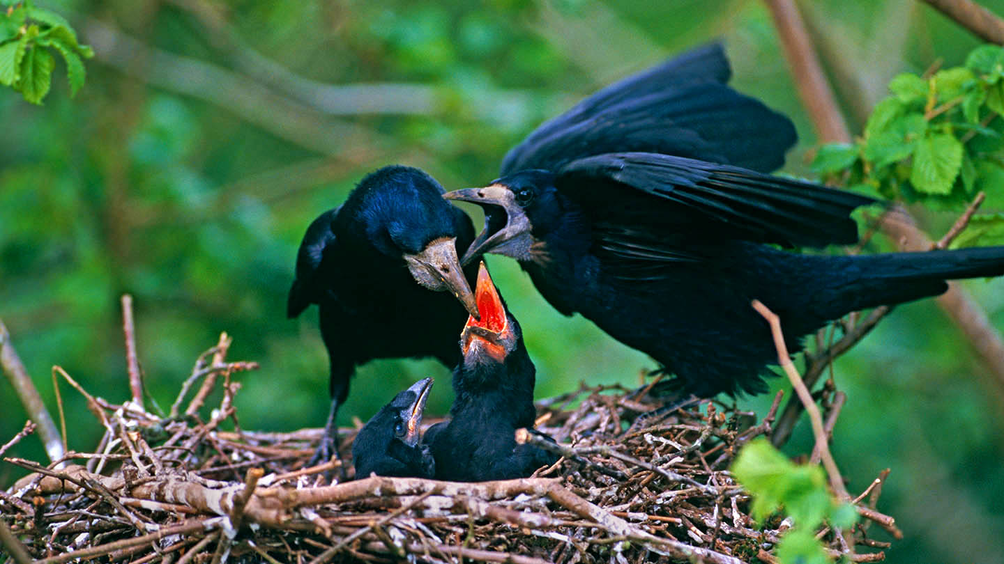 Rook (Corvus frugilegus) - British Birds - Woodland Trust