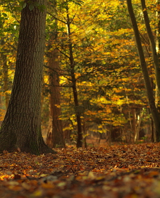 Brandon Country Park - Woodland Trust