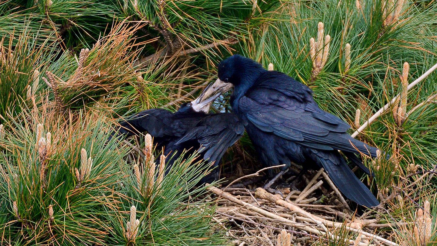 Rook (Corvus frugilegus) - British Birds - Woodland Trust