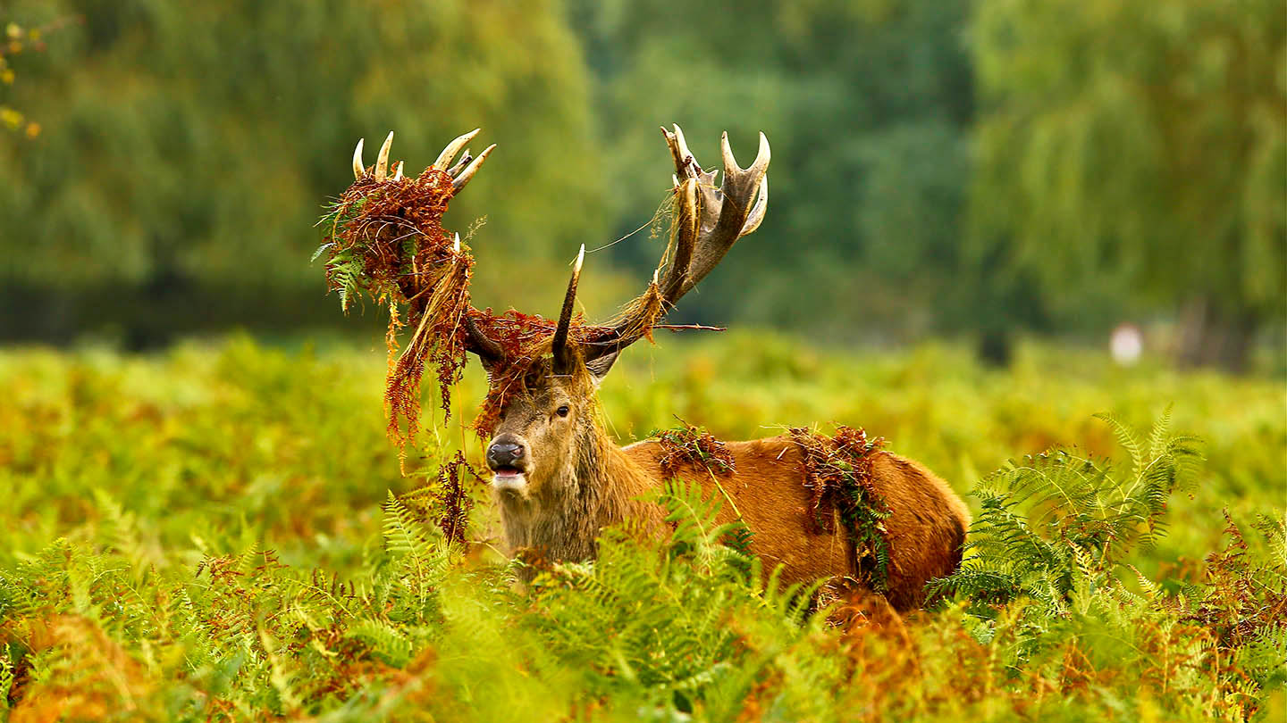 Red Deer (Cervus elaphus) - Woodland Trust