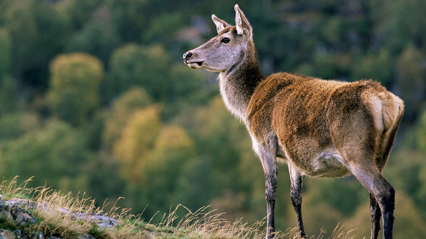 Red Deer (Cervus elaphus) - Woodland Trust