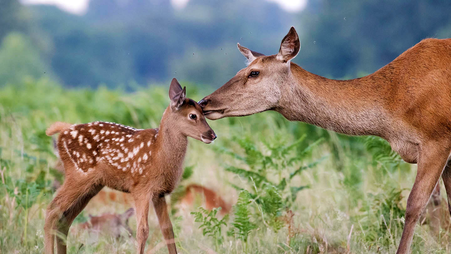 Red Deer (Cervus elaphus) - Woodland Trust